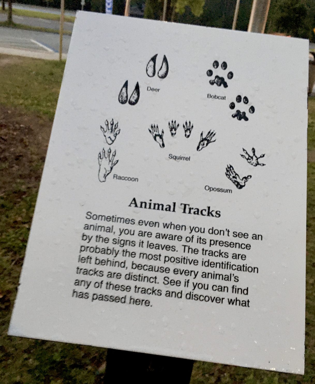 Animal Tracks of Florida’s Wildlife Exhibit at the I-75 Welcome Center ...
