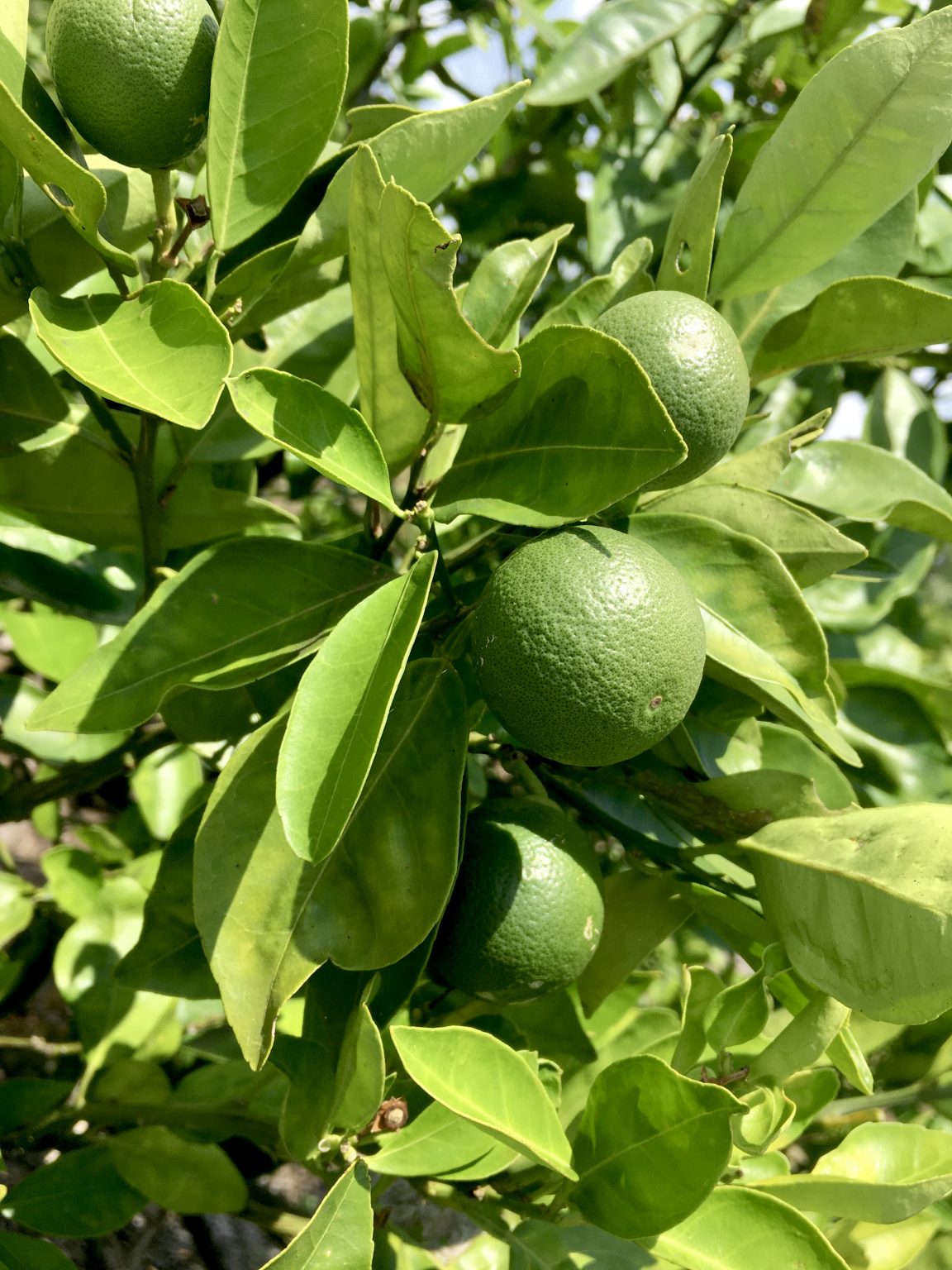 Showcase of Citrus Album Five: Orange Picking in the Citrus Groves ...