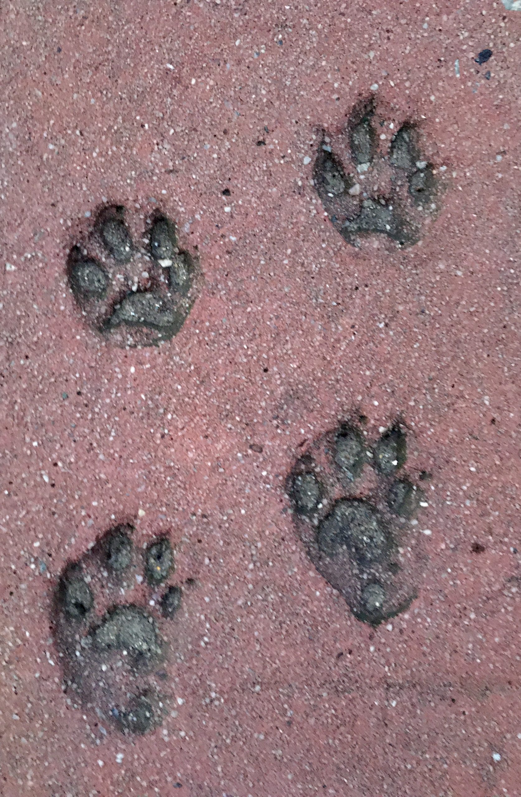 Animal Tracks of Florida’s Wildlife Exhibit at the I-75 Welcome Center ...