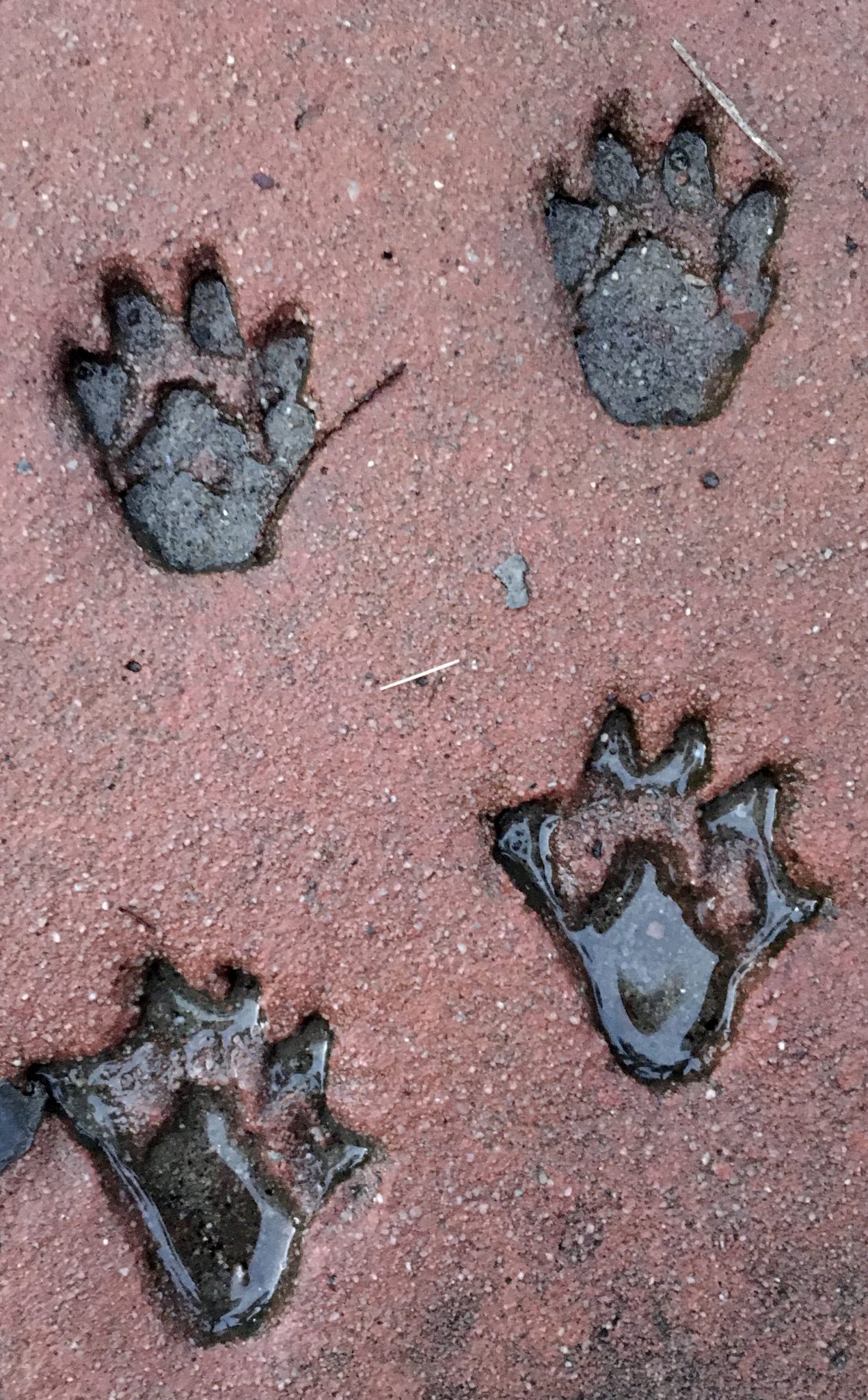 Animal Tracks of Florida’s Wildlife Exhibit at the I-75 Welcome Center ...