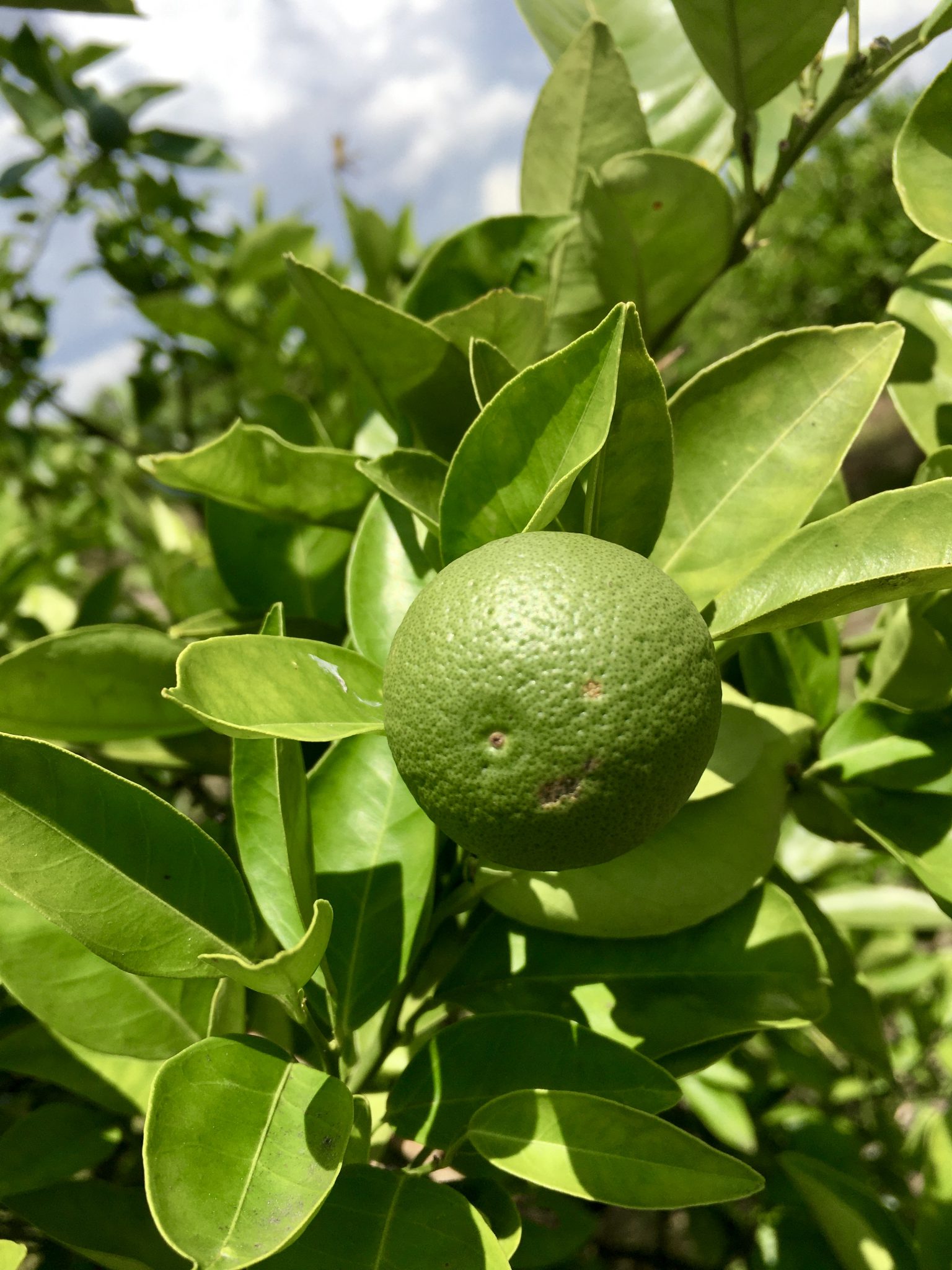 Showcase of Citrus Album Five: Orange Picking in the Citrus Groves ...