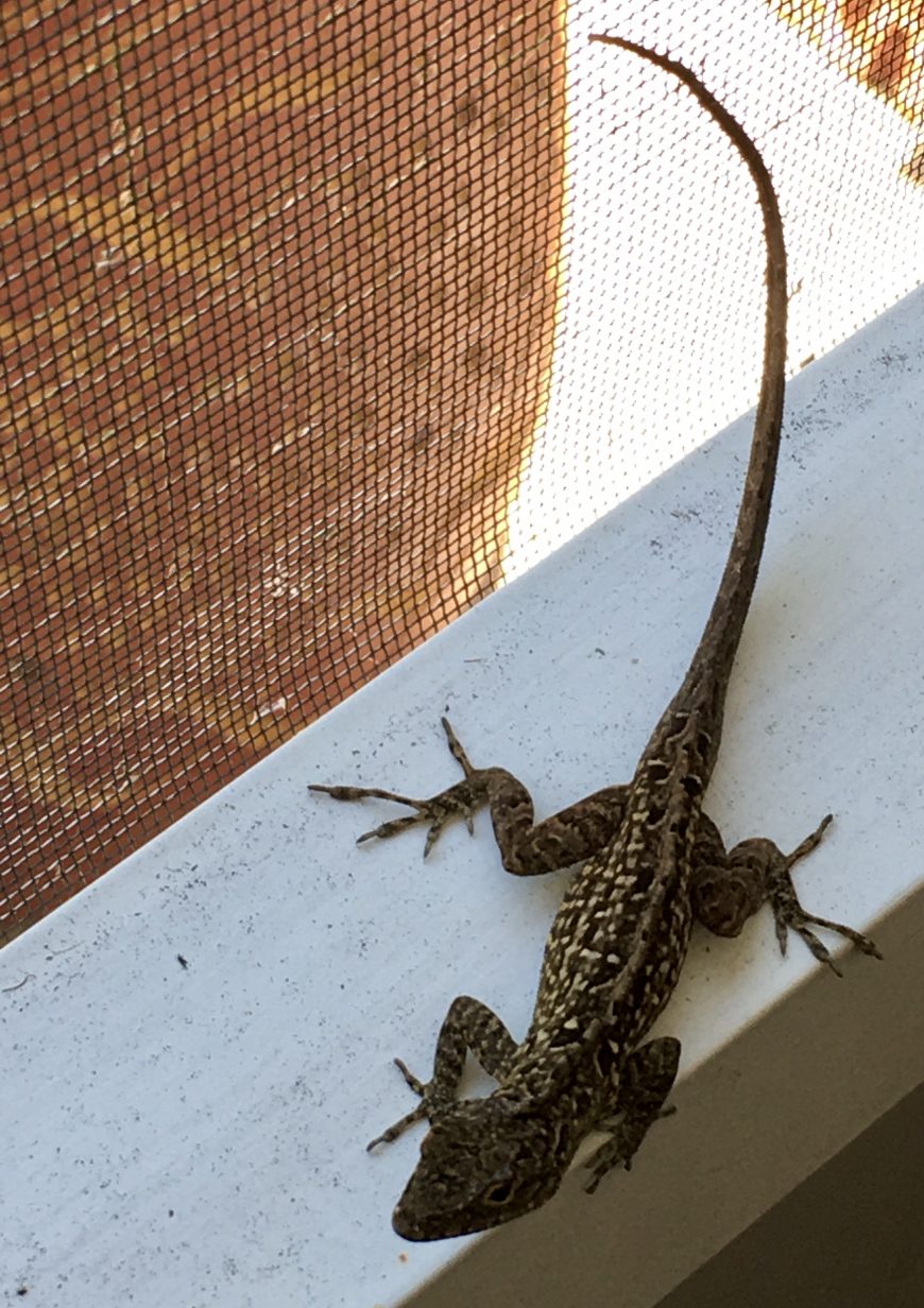 Fun with Florida Lizards! Hanging with the Brown Anoles – Ocala ...