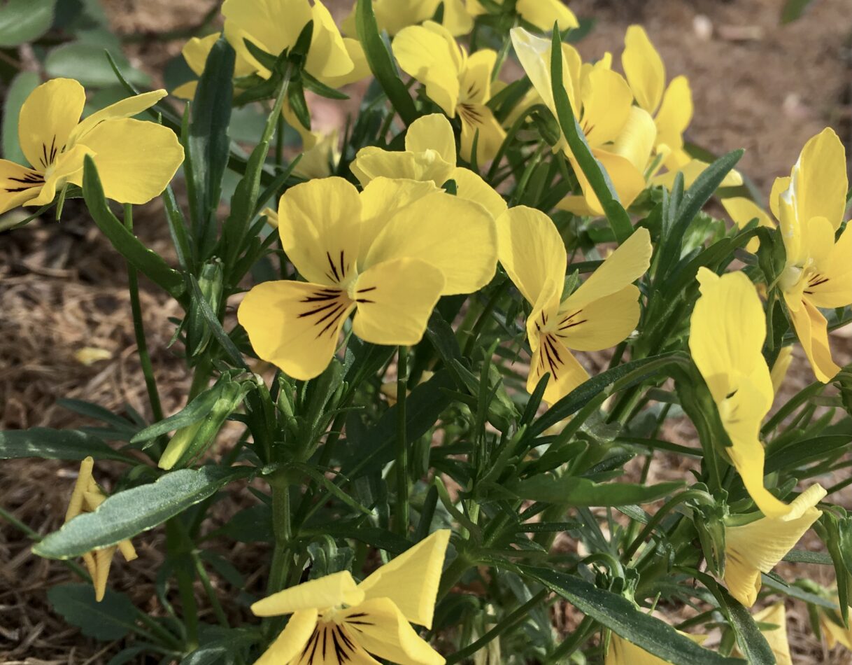 Stopping to Smell ALL the Pretty Flowers – Clemens Gardens – St. Cloud ...