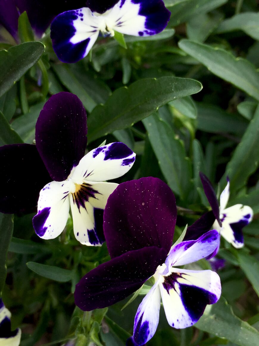 Stopping to Smell ALL the Pretty Flowers – Clemens Gardens – St. Cloud ...
