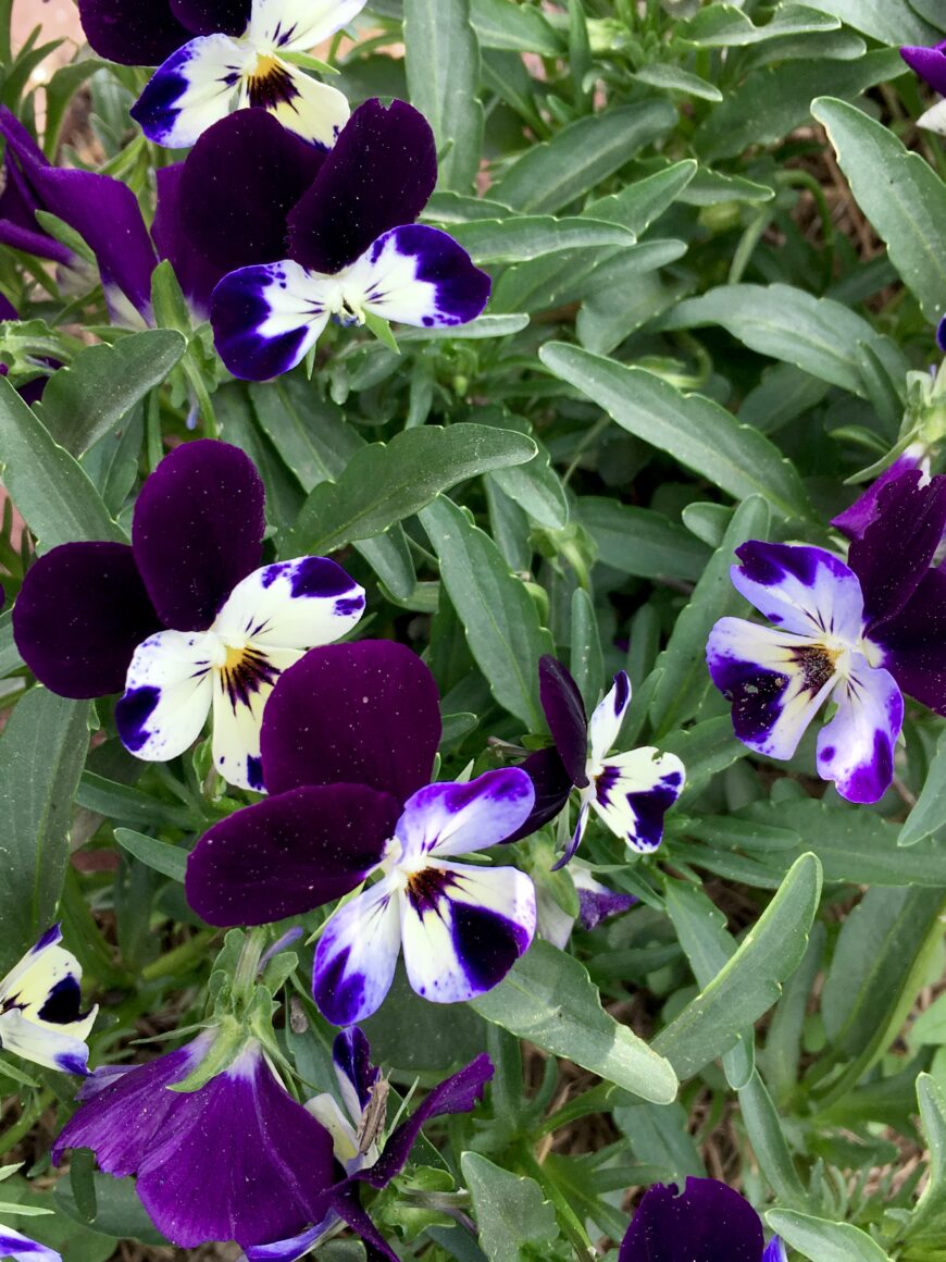 Stopping to Smell ALL the Pretty Flowers – Clemens Gardens – St. Cloud ...