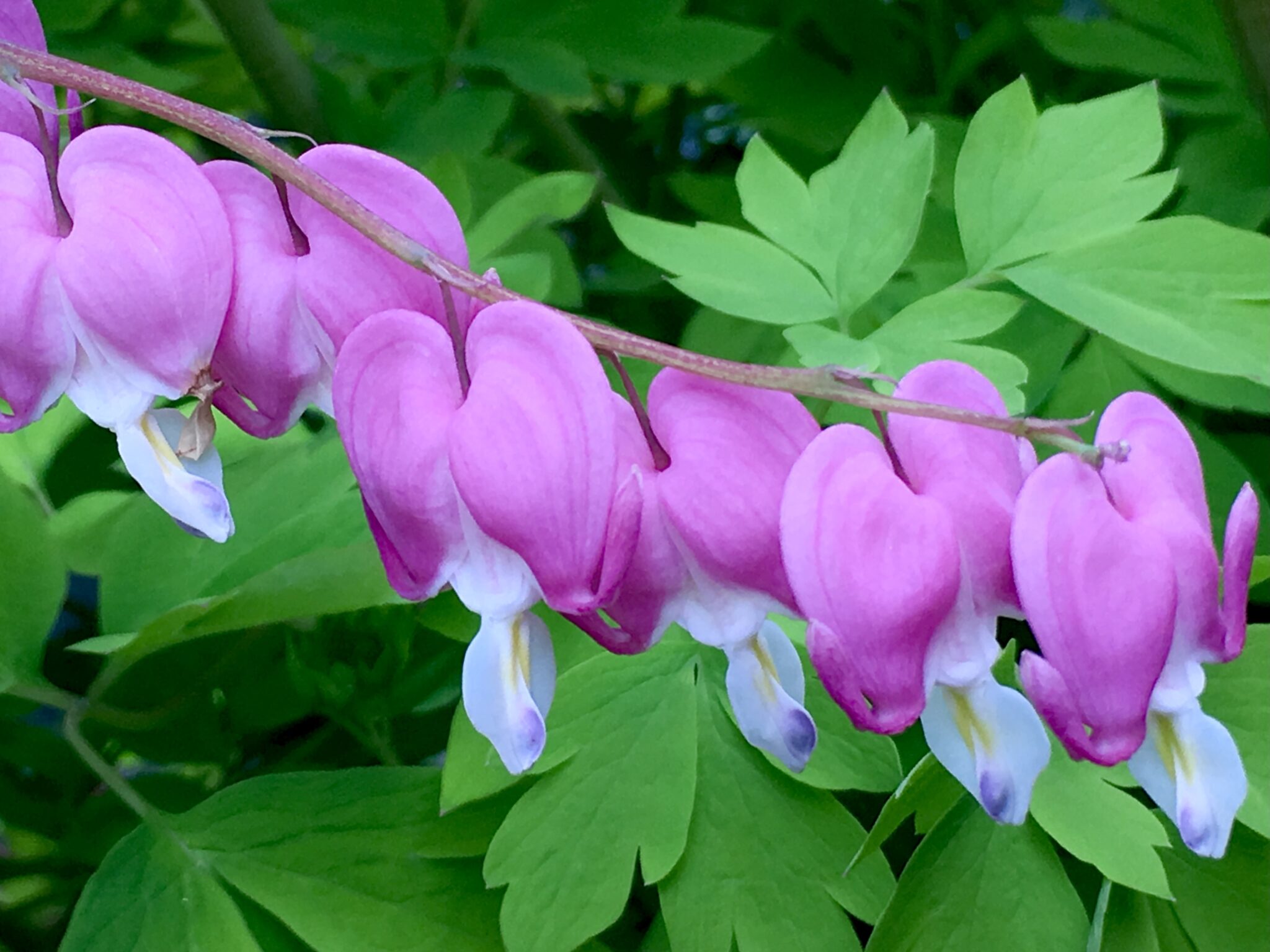 Mango Snow Flower Bingsu at Little Bean Cafe – Koreatown Galleria – Los ...