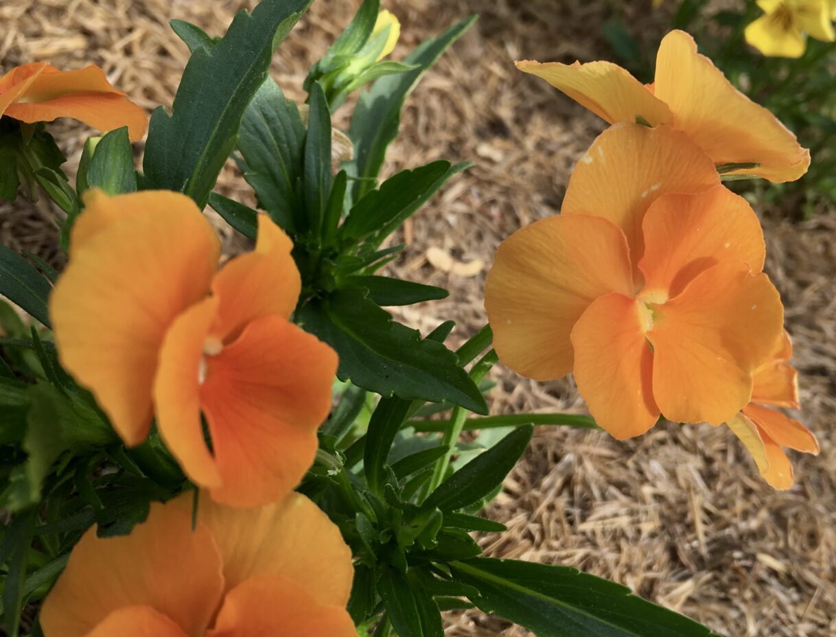 Stopping to Smell ALL the Pretty Flowers – Clemens Gardens – St. Cloud ...