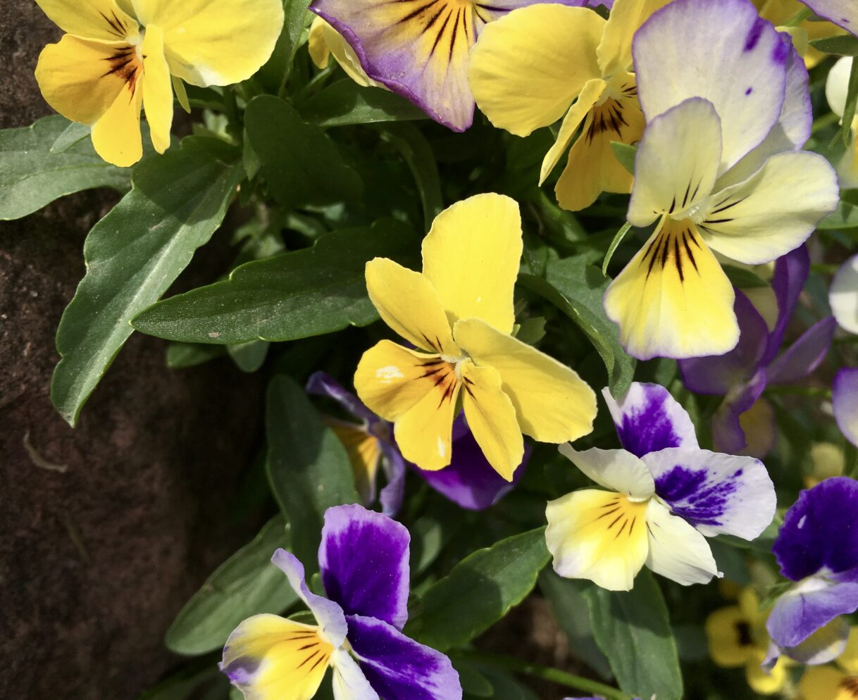 Stopping to Smell ALL the Pretty Flowers – Clemens Gardens – St. Cloud ...