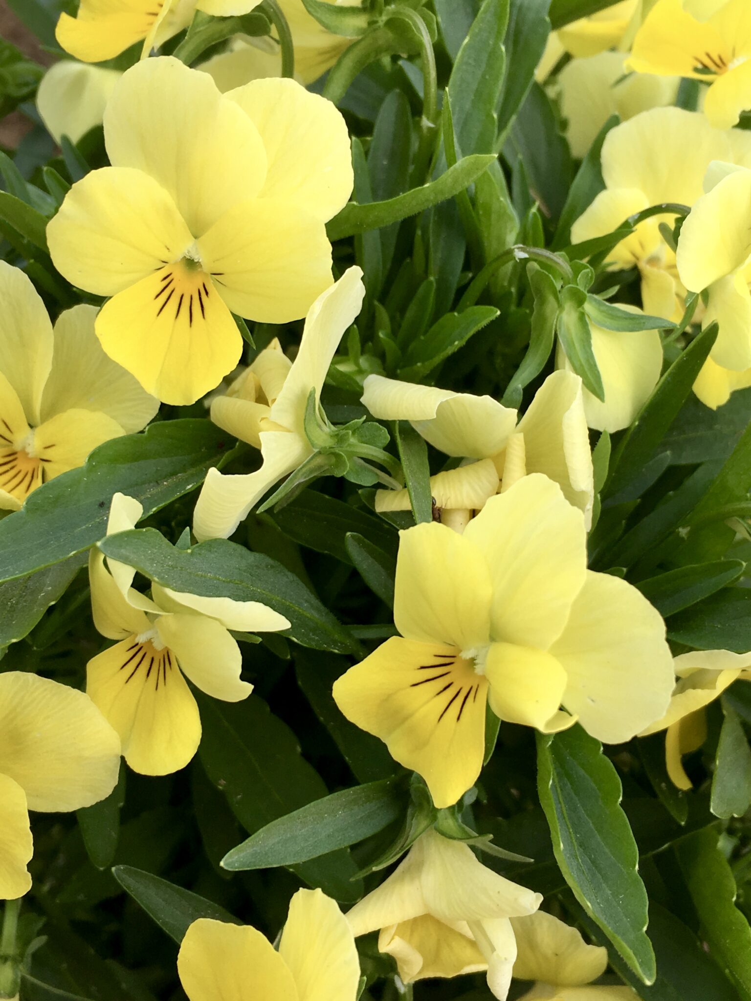 Stopping to Smell ALL the Pretty Flowers – Clemens Gardens – St. Cloud ...