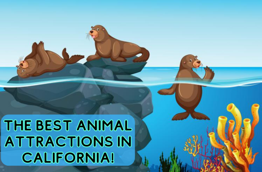 The Best Animal Attractions in California! – SPG Family Adventure Network