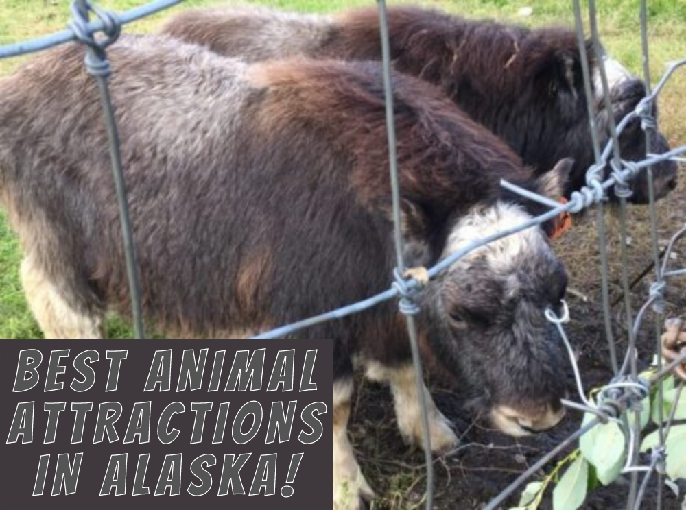 The Best Animal Attractions in Alaska! – SPG Family Adventure Network