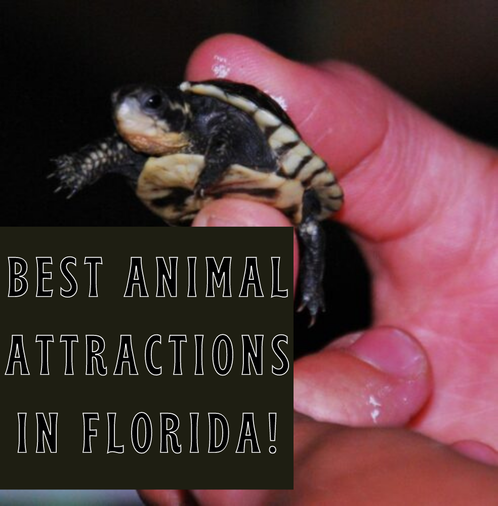 The Best Animal Attractions in Florida! – SPG Family Adventure Network